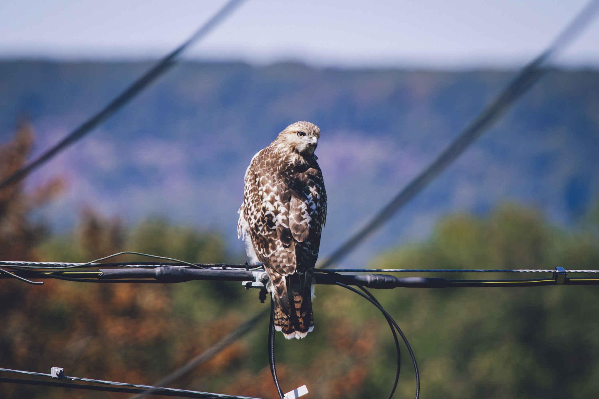 The September Bird Haul | quailblog